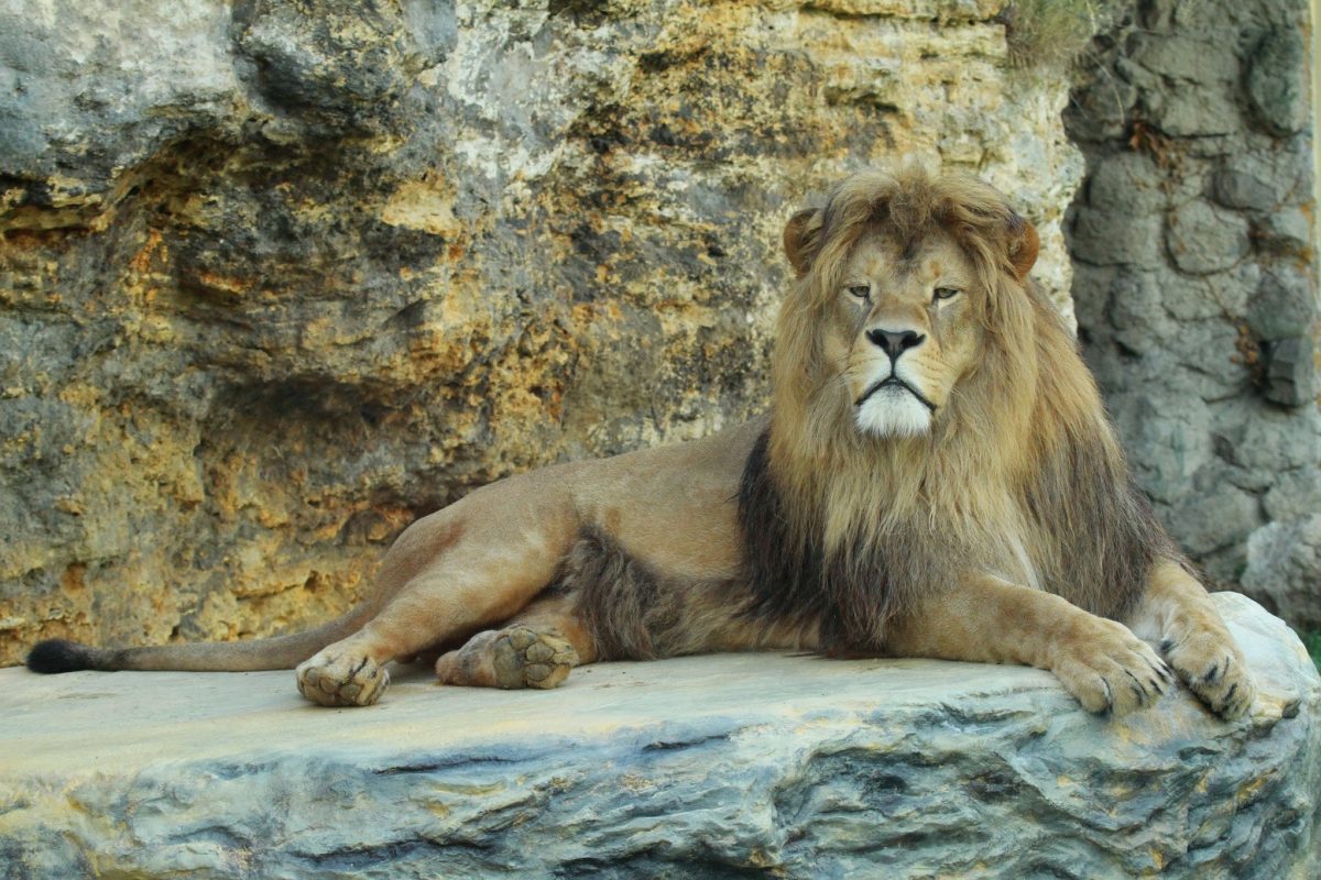 Tip na výlet: Bojnická Zoologická záhrada je po 40-dňovej karanténe od ...