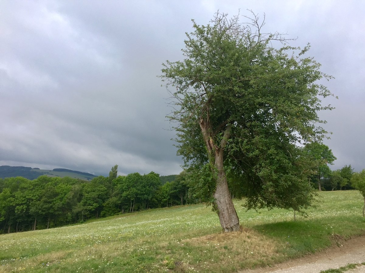 Verejnosť môže oddnes nominovať stromy v rámci ocenenia Strom roka ...